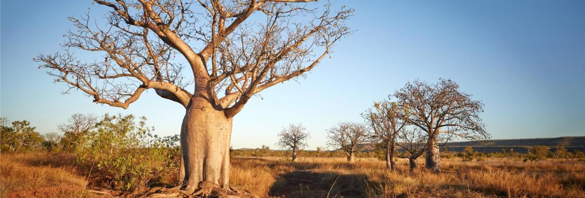 Savannah Way | Australia's North West