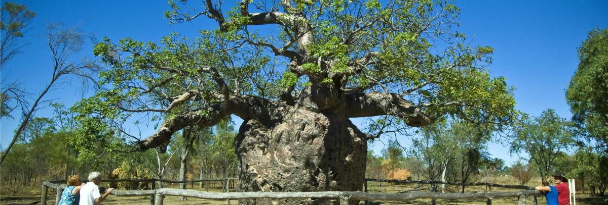 Beyond the Boabs - Derby 3 day itinerary | Australia's North West