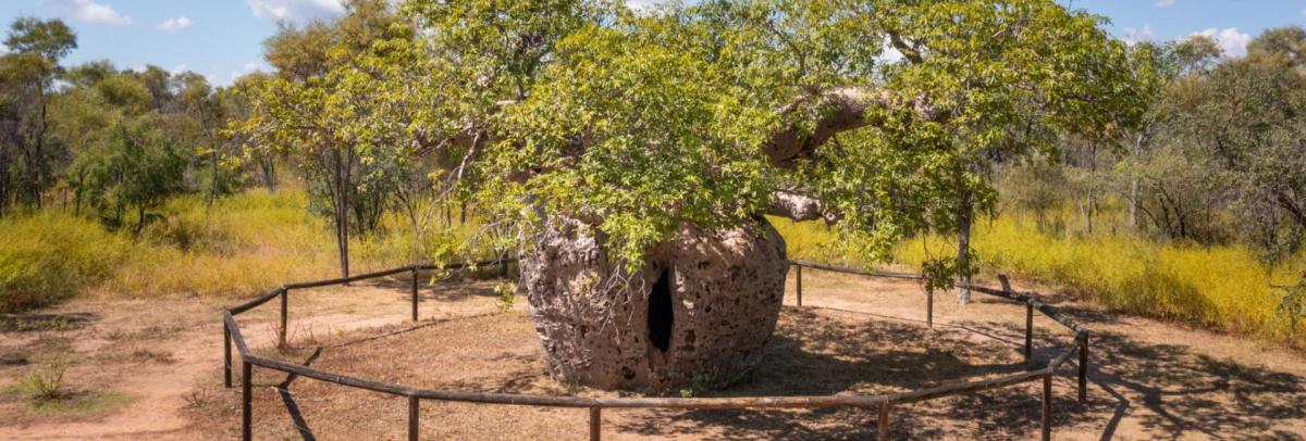 Boab Prison Tree | Australia's North West