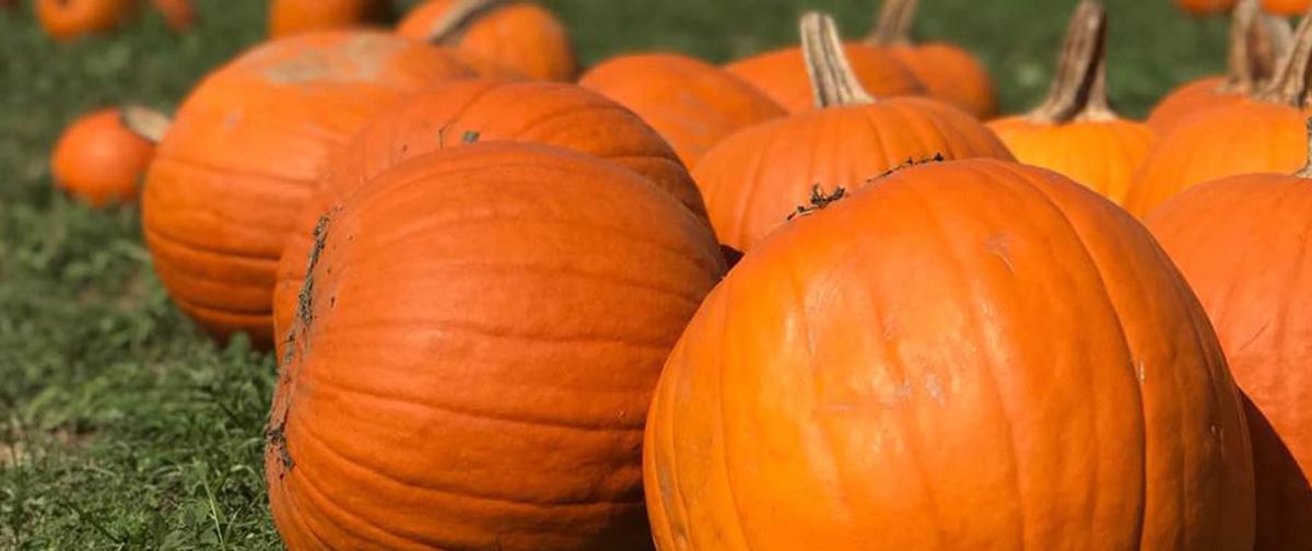 Enjoy Pumpkin Spice and Everything Nice in Bastrop