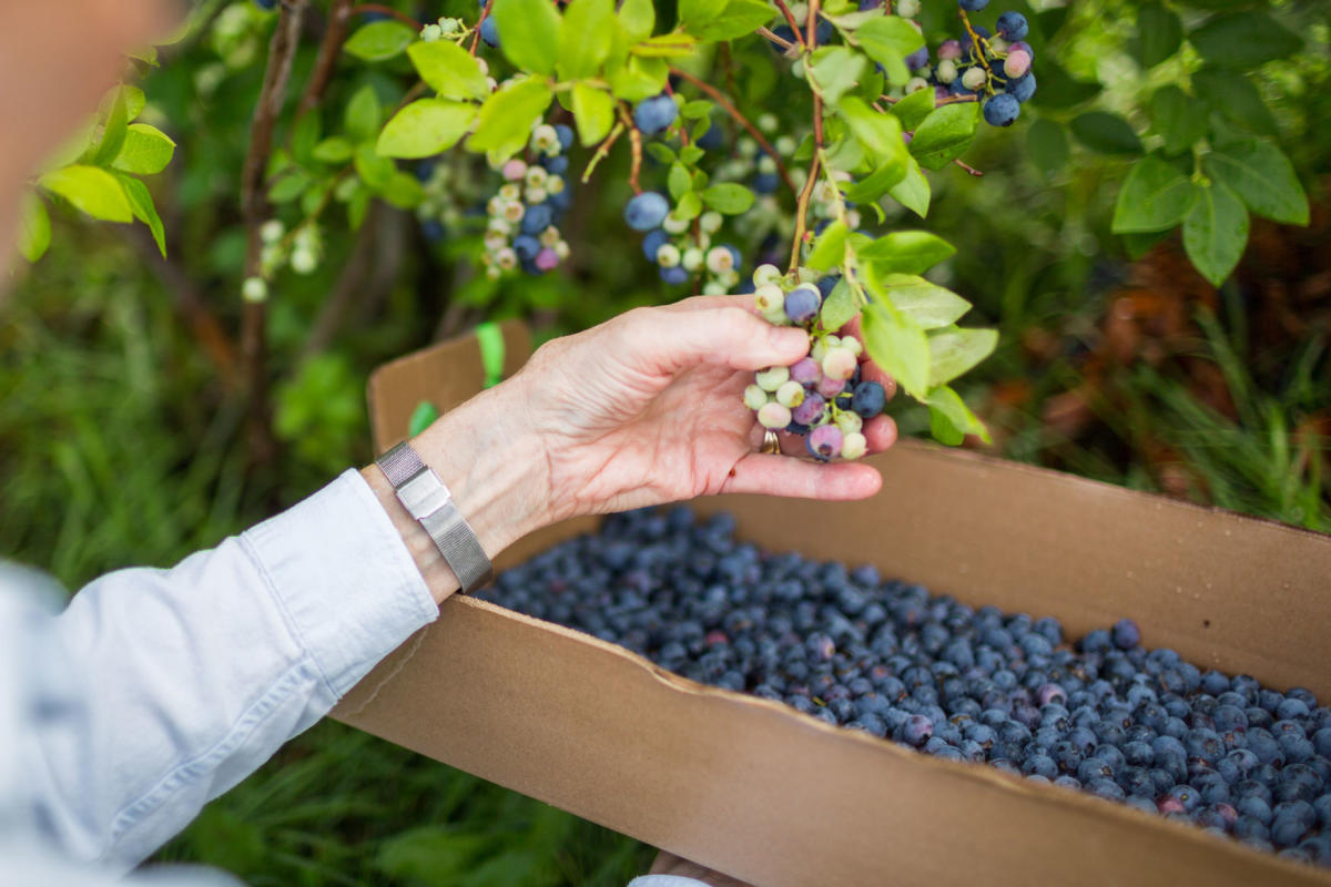 Bayfield Berry Farm & Orchard Report | Current Picking Conditions