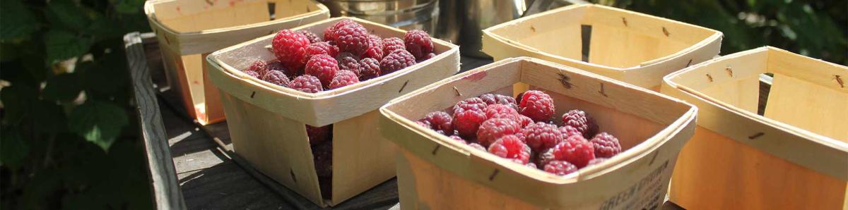 Berry Picking in Bayfield