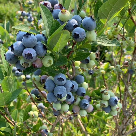Discover the Best Blueberries in Bayfield, Wisconsin