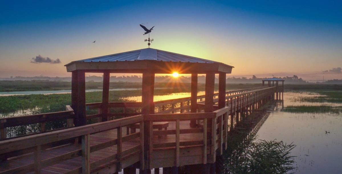 Bird's Eye View: Cattail Marsh | Birding in Beaumont, TX