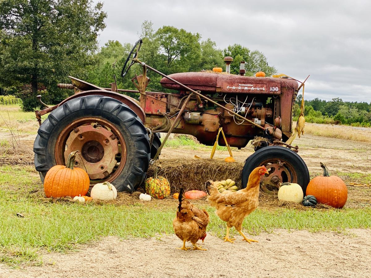 Southeast Texas Fall Farms