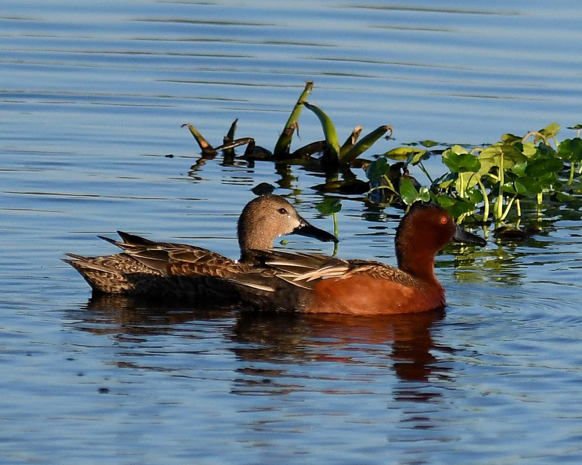World Migratory Birds Day 2024