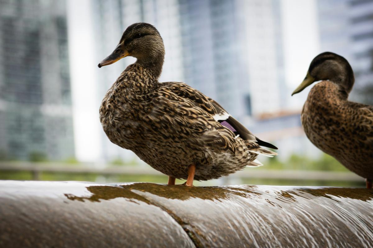Discover Bellevue’s Family-Friendly Animal Encounters