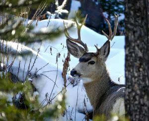mule deer information