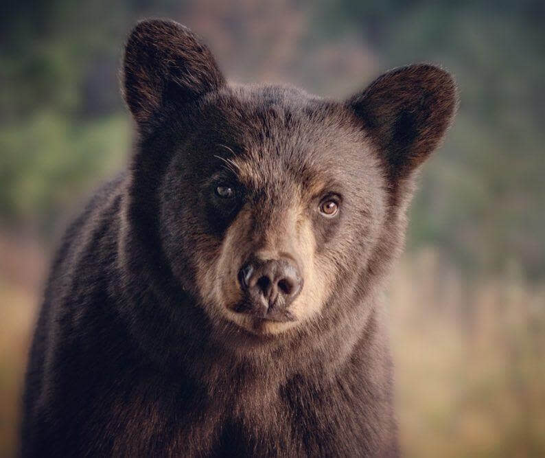 black bear face