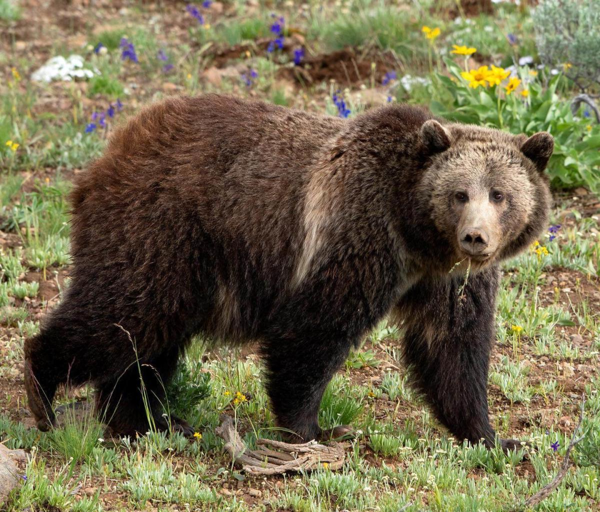 Be Bear Aware in Big Sky Country: Essential Tips for Safe Wilderness ...