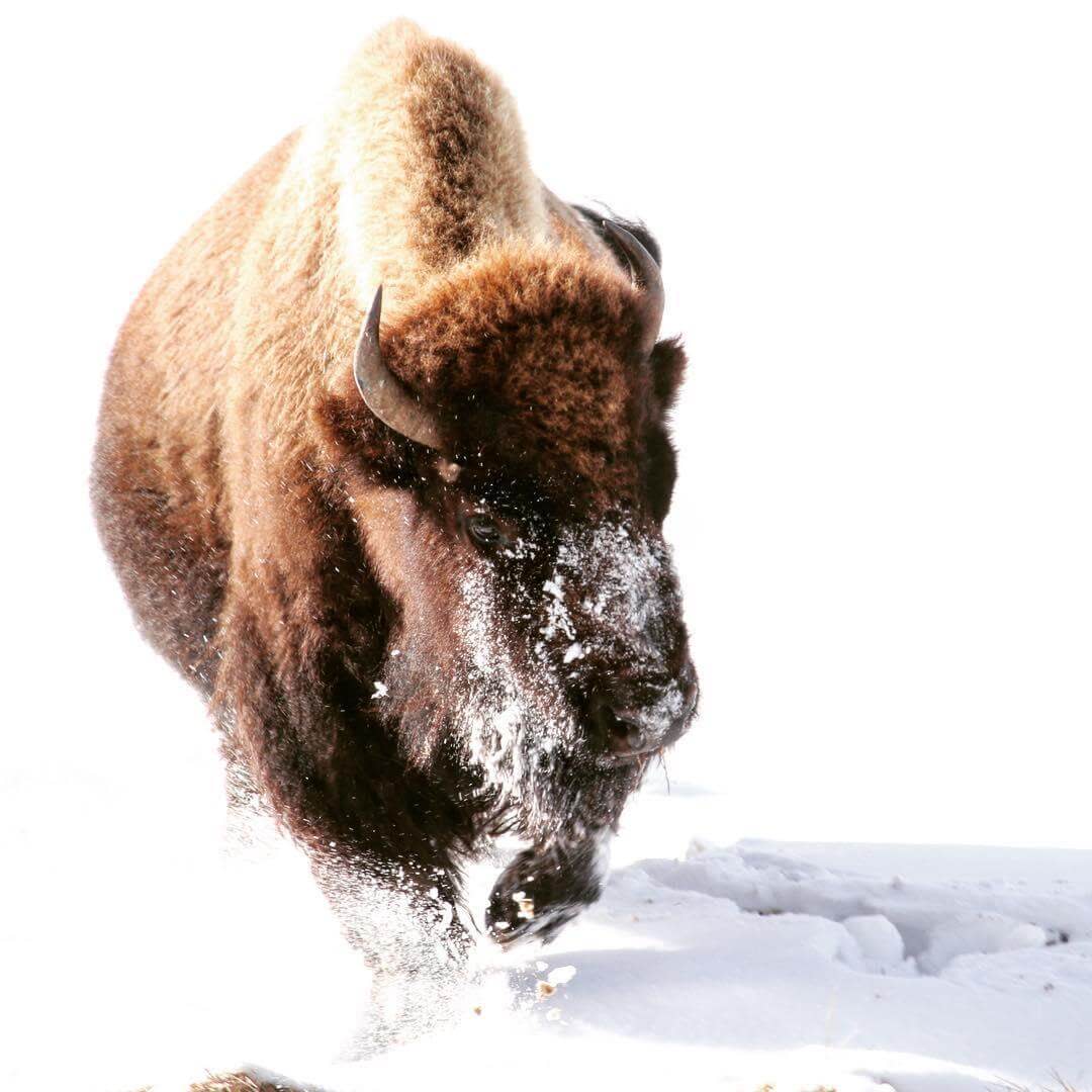 are sky bison extinct