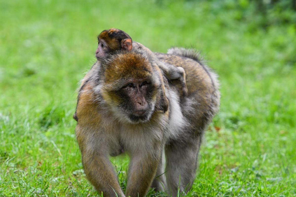 First Ever Ultrasound on Barbary Macaque at UK Monkey Forest Reveals ...