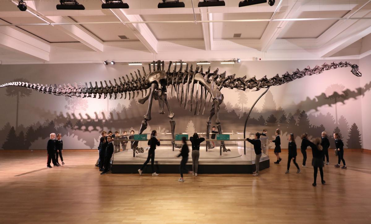 Dino Star Dippy The Diplodocus Heads To Coventry