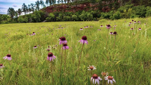 Flora & Fauna: Spring Awakens in the Black Hills & Badlands