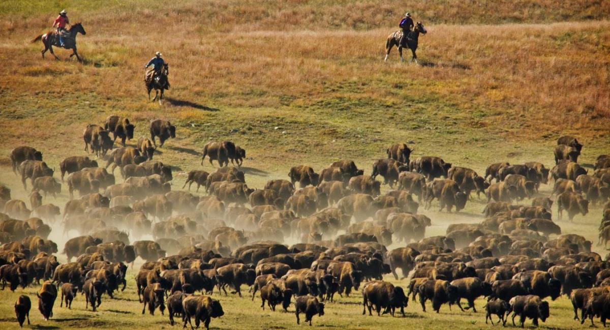 Custer State Park Buffalo Roundup