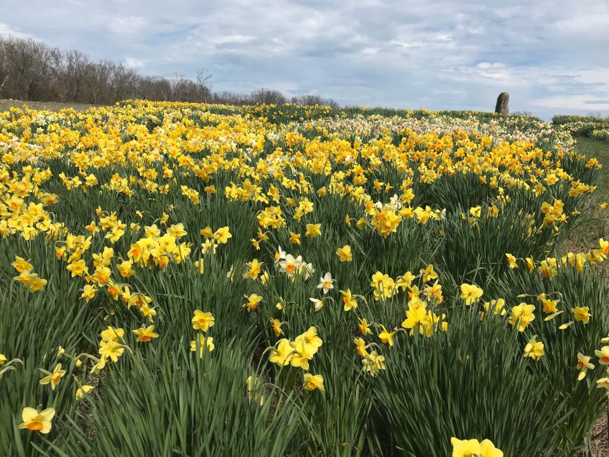 Spring on the Island