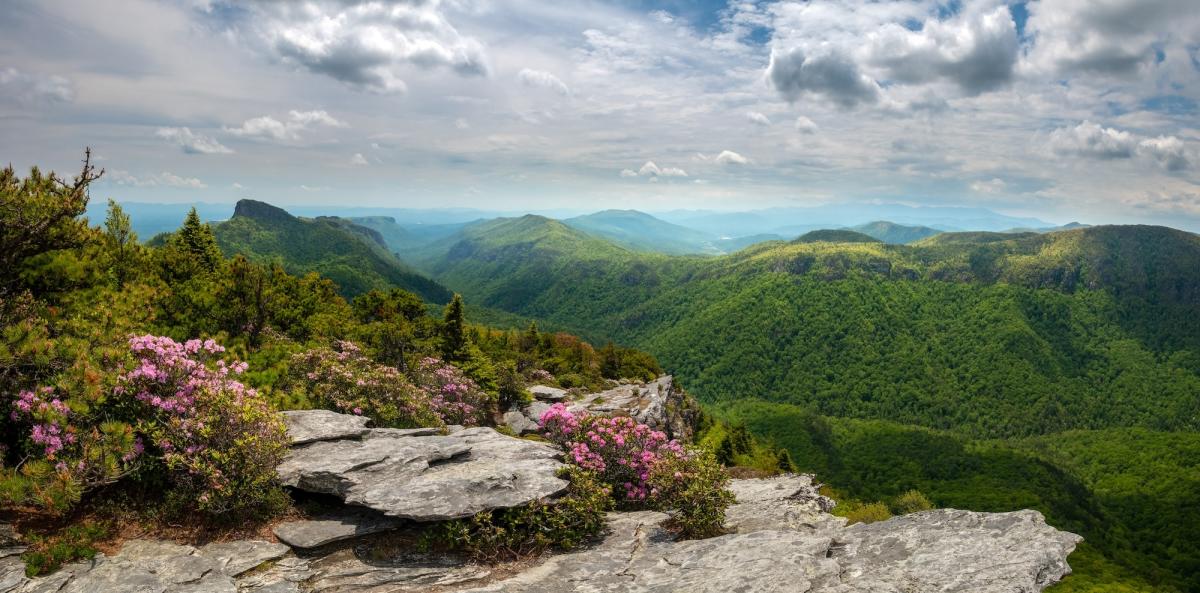 Boone Wildflower Guide | Learn About Trails, Species, and Guided Hikes ...