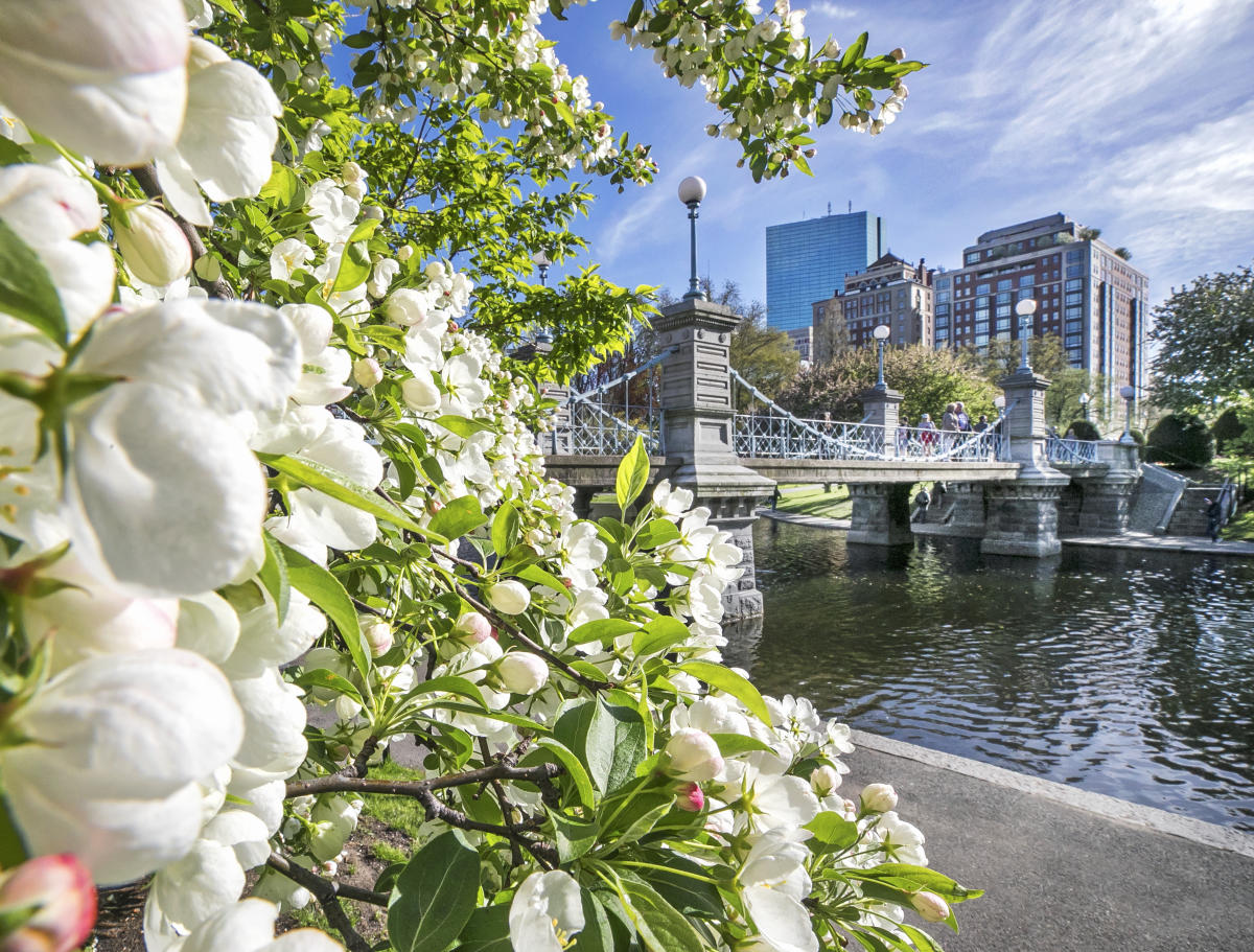 Spring Blooms in Boston
