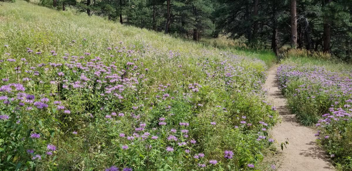 Best Hikes to See Wildflowers in Boulder, Colorado