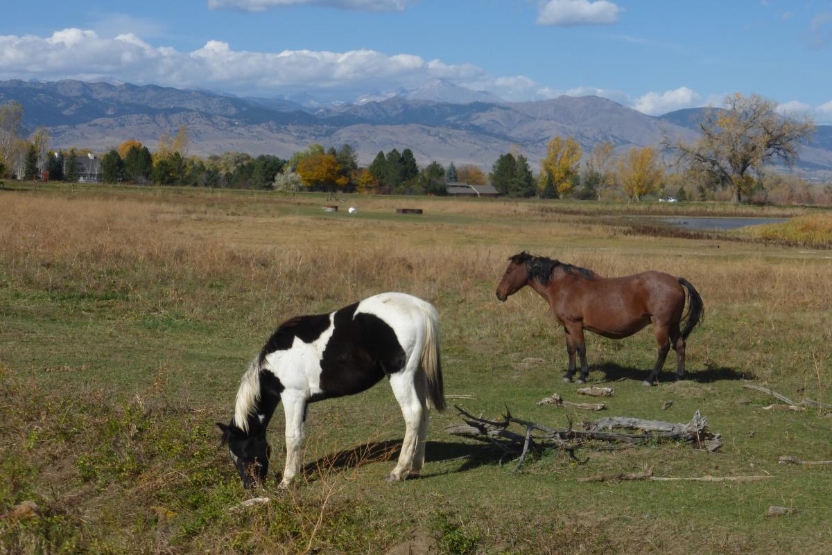 Visit Boulder Like a Cowboy