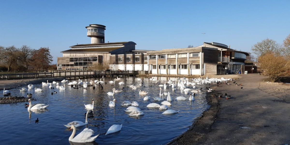 The story of WWT Slimbridge Wetland Centre - VisitBristol.co.uk