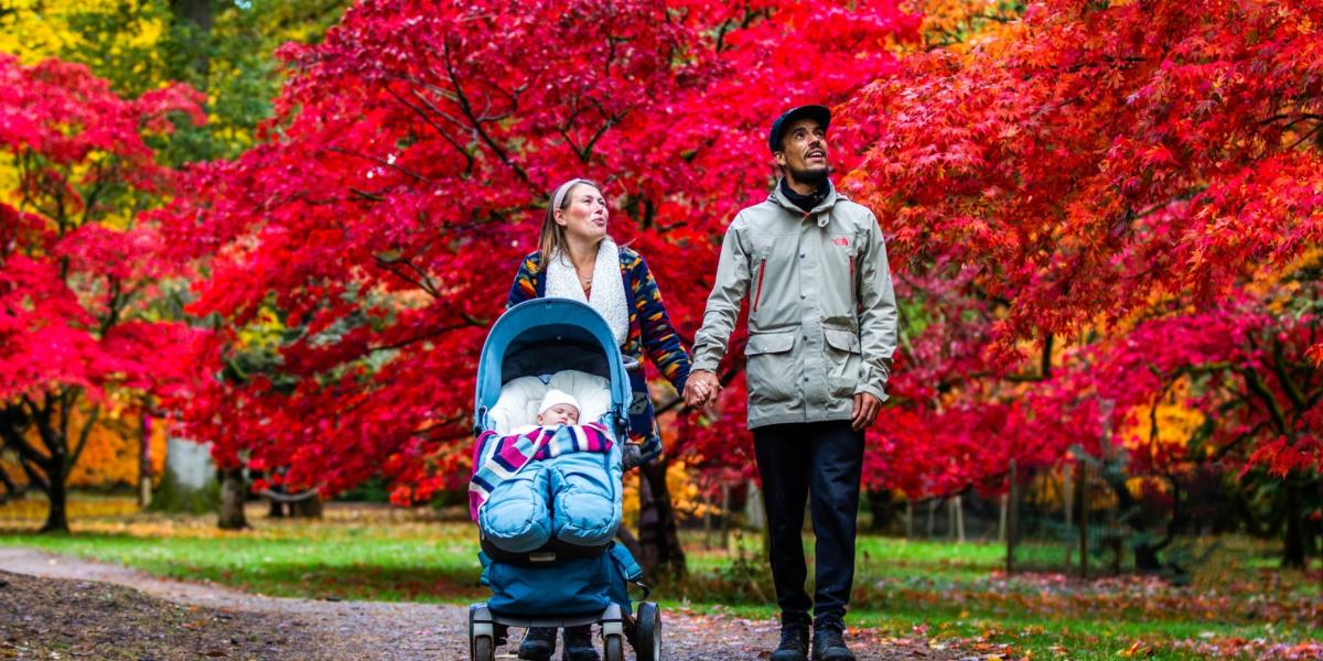 Bristol’s best parks for autumn leaf peeping - VisitBristol.co.uk