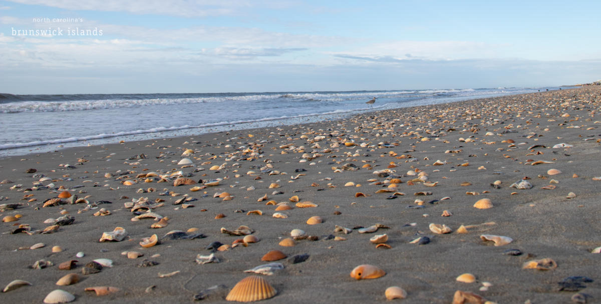 sandy hook beach shells