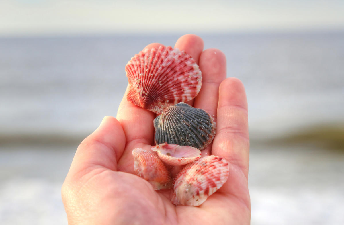 Brunswick Islands Shelling | Beach Seashells & Guides