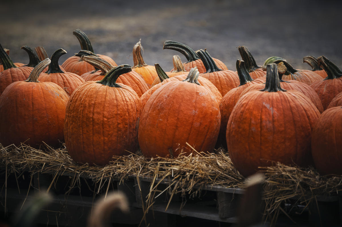 Styer Orchard - A Must-See Fall Spot!