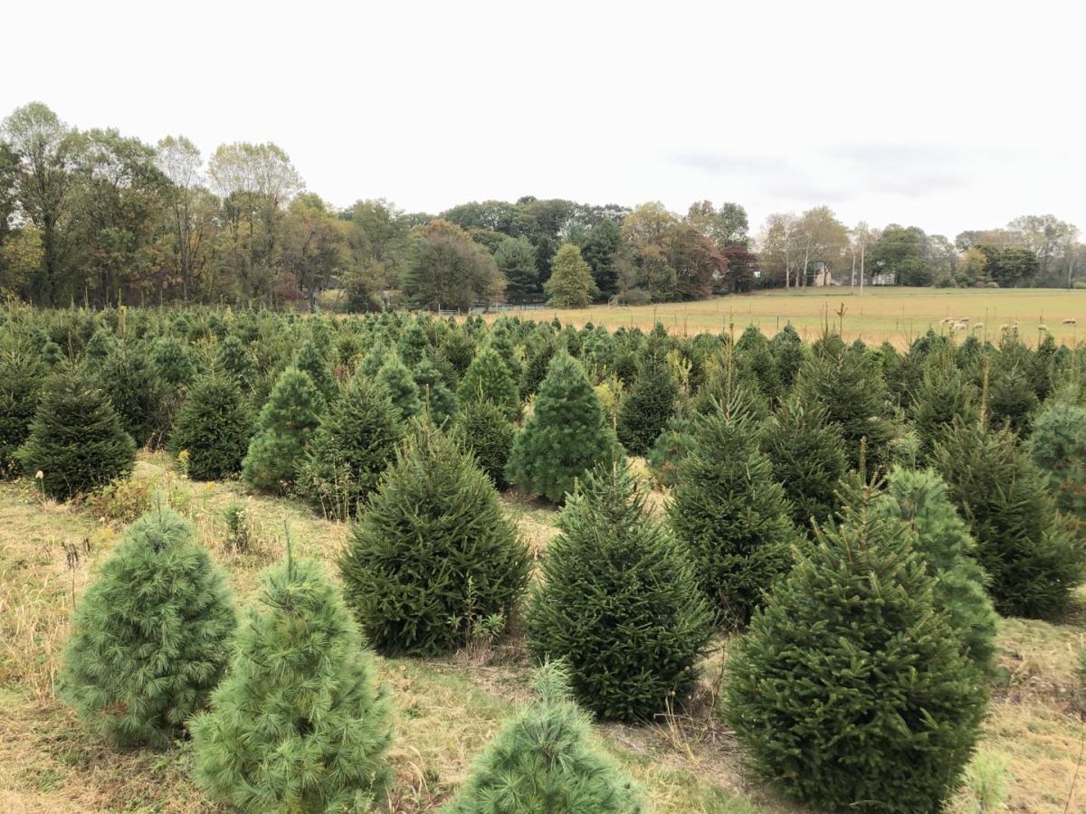 Bucks County Tree Farms