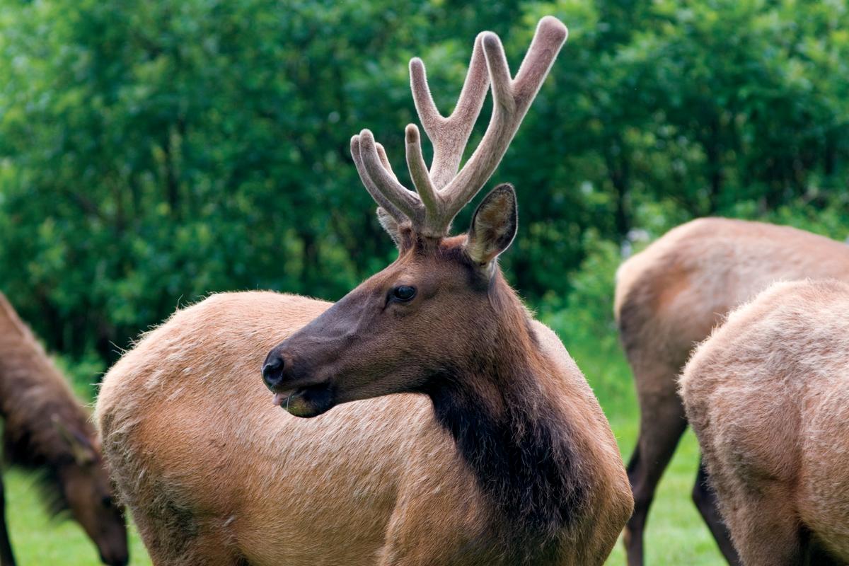 Places to Find Elk in Cannon Beach