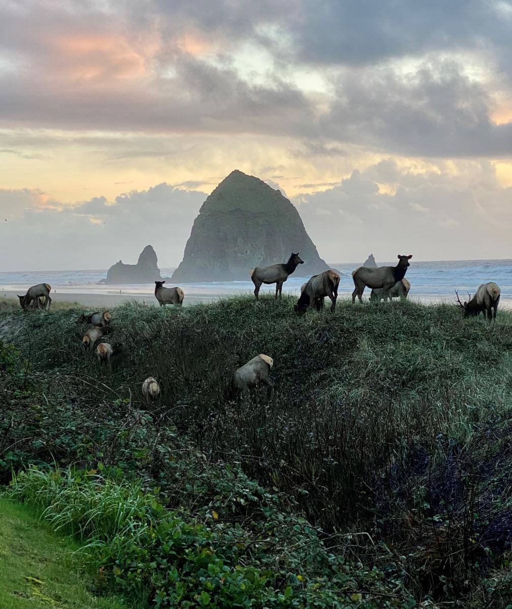 Cannon Beach | Elk Encounters