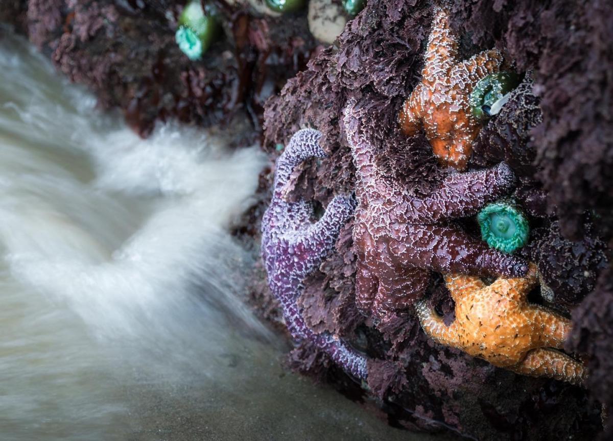 Cannon Beach | Tide Pools & Guide to Local Sea Life