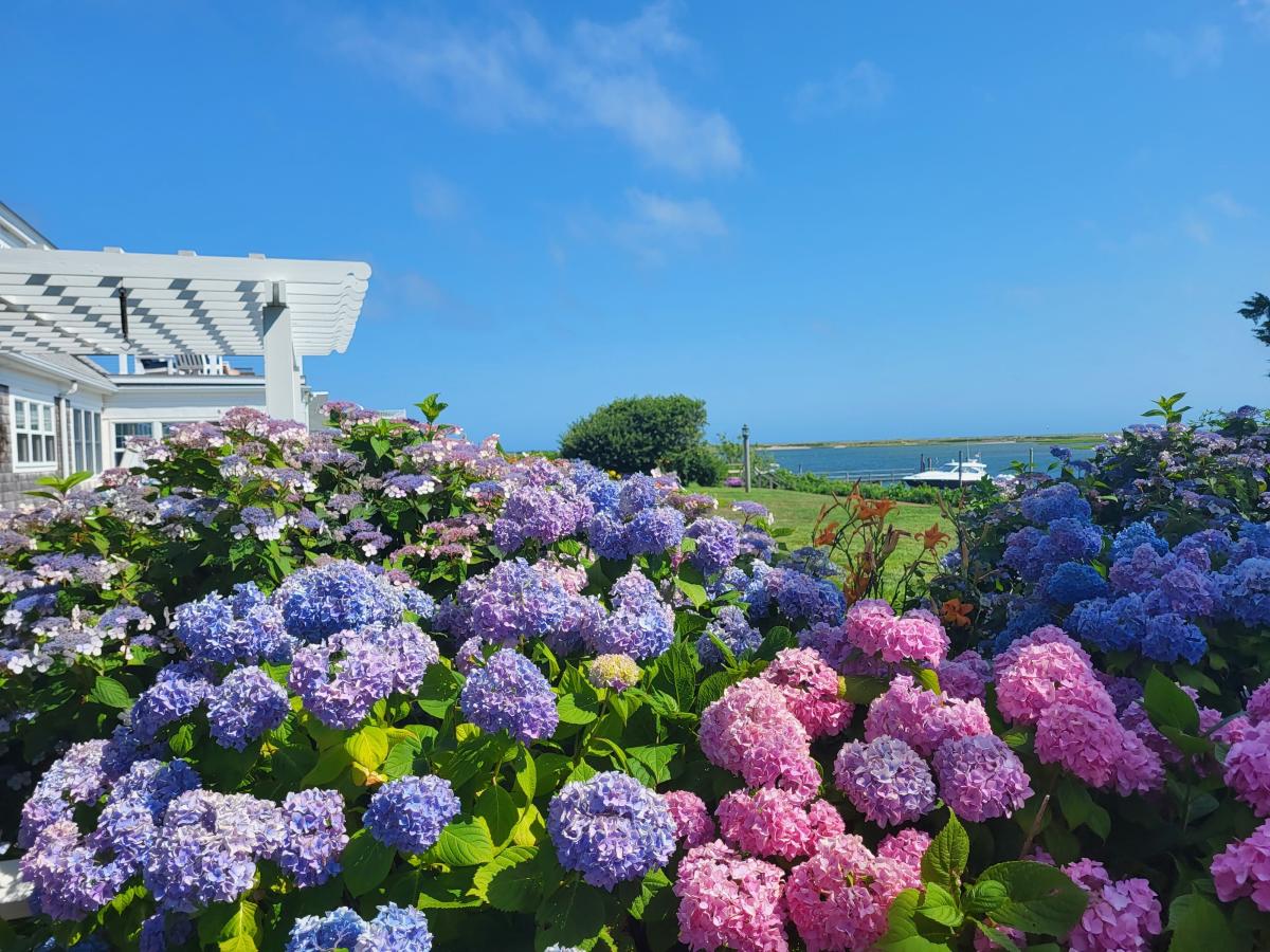 Insider's Guide to Cape Cod Hydrangea Fest