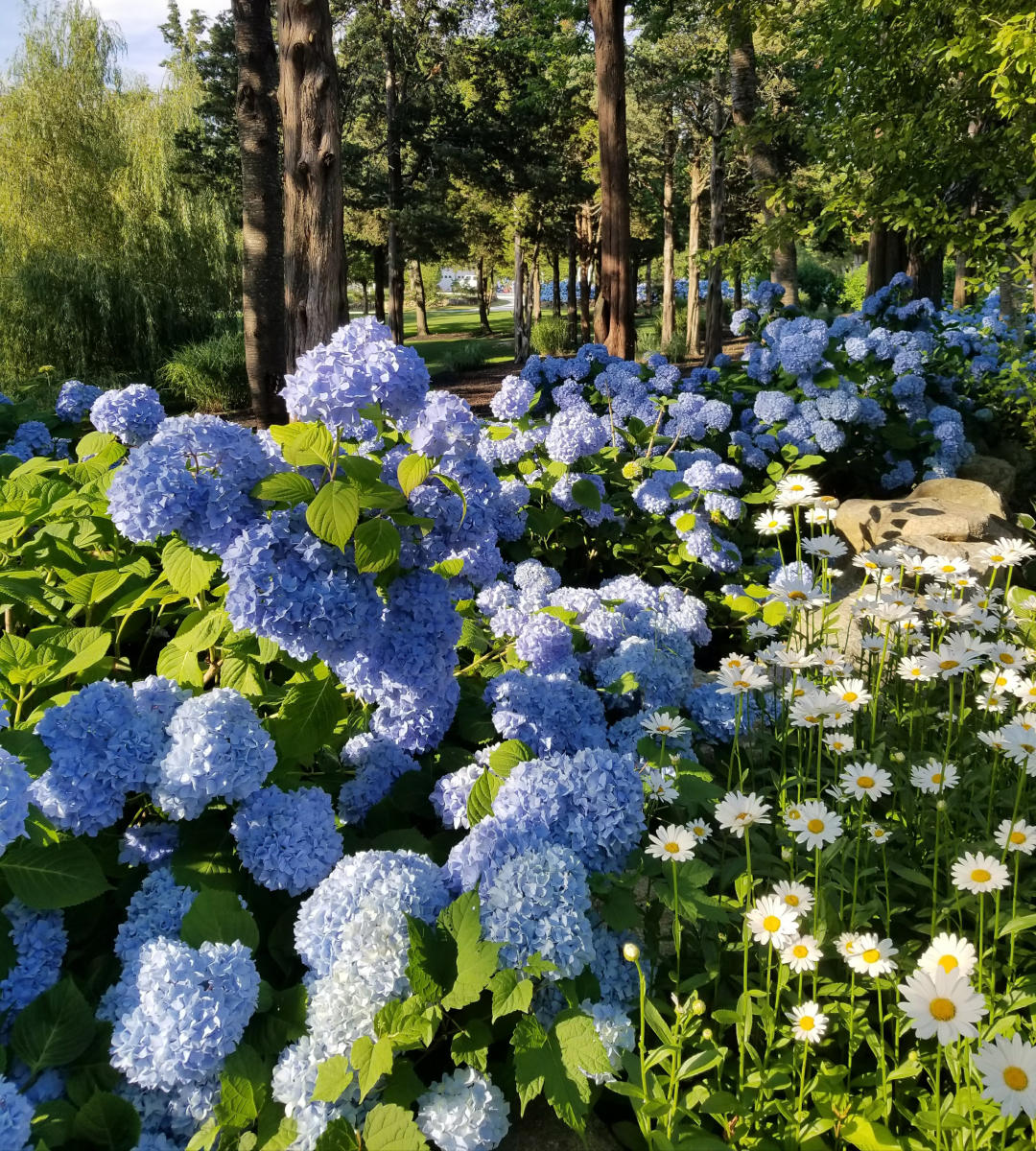 Guide to the 2024 Cape Cod Hydrangea Fest | Guide to Hydrangea Fest 2024