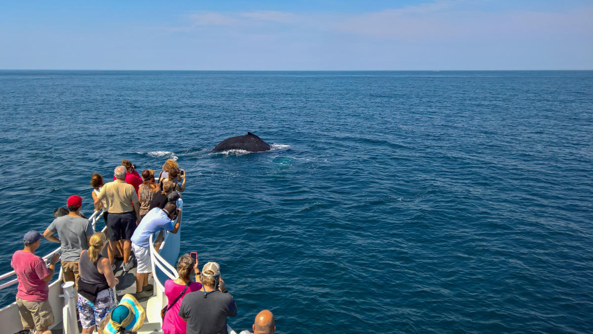 Cape Cod Whale Watching Guide: Best Time, Tours & Tips