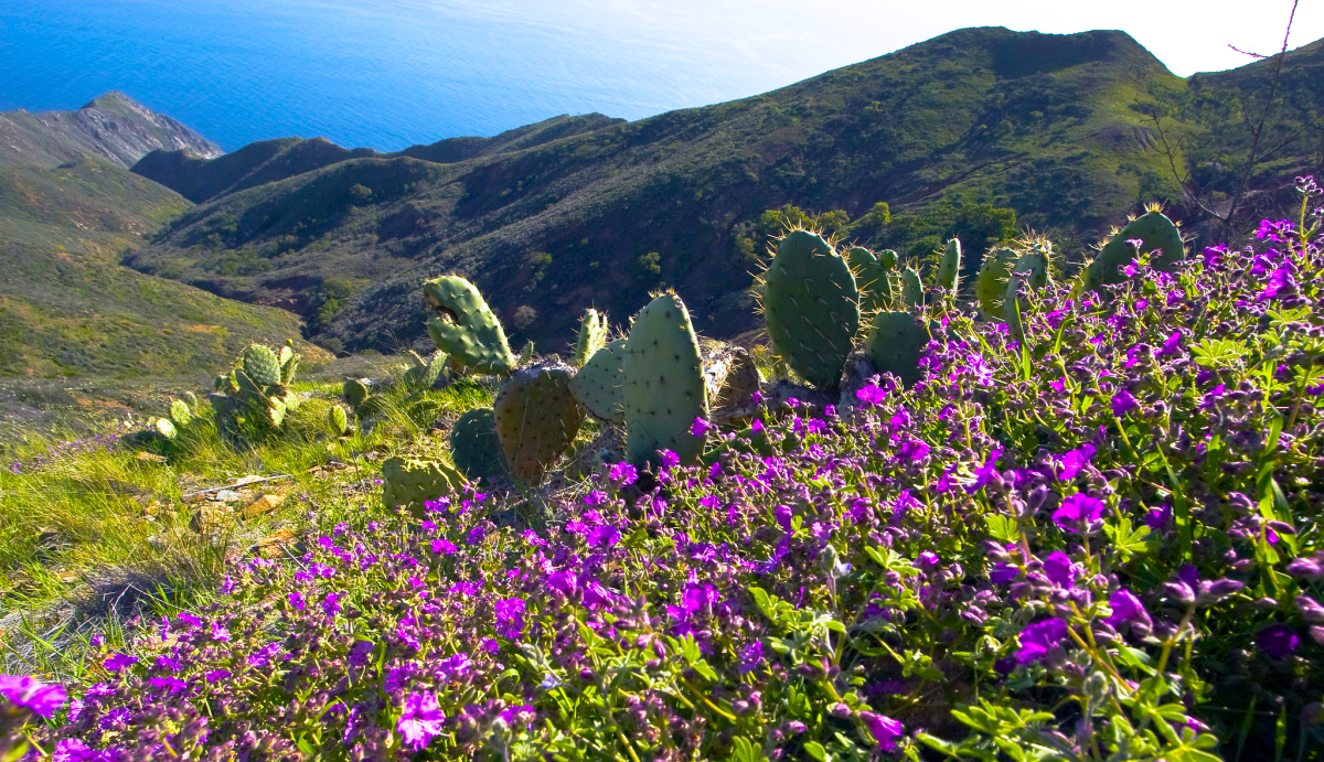 Catalina Island's Spring Wildflower Bloom