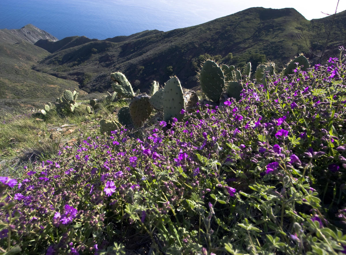 Catalina Island's Spring Wildflower Bloom