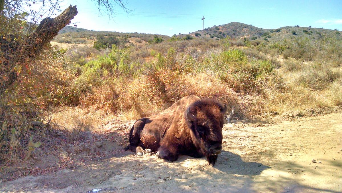 Catalina Island Bison | Buffalo on Catalina