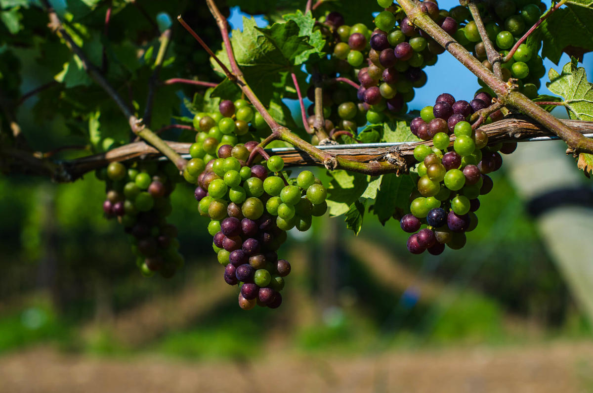 Great Grapes | Cayuga County | 10Best Reader Choice