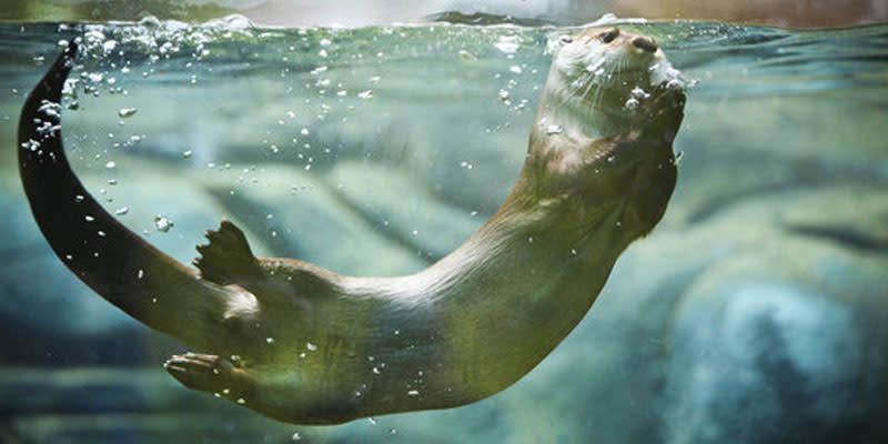 Meet the Animals of Central MA