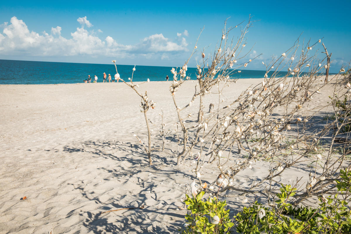 The Best Beaches in Southwest Florida!