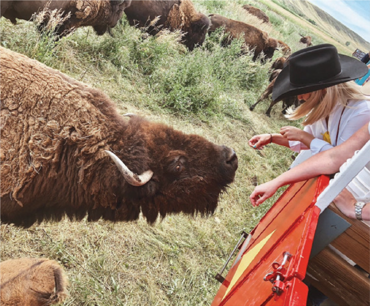 Terry Bison Ranch | Visit Cheyenne