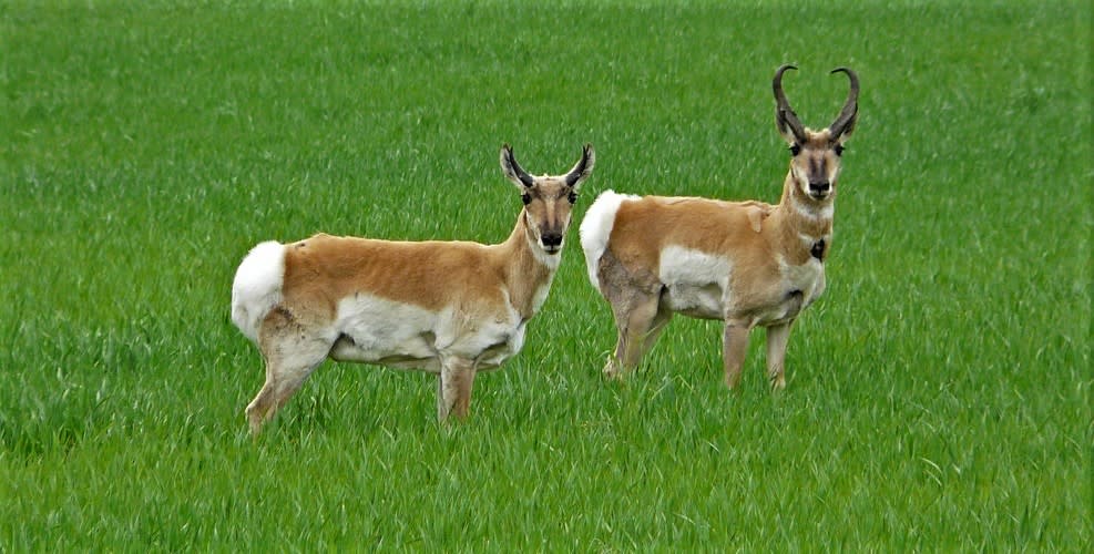 A Family Guide to Wildlife in Cheyenne | Visit Cheyenne