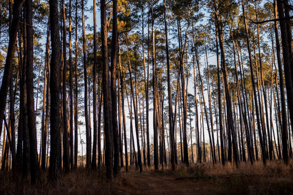 Harbison State Forest