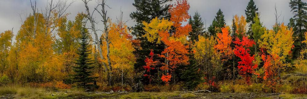 Partner with Visit Cook County: Increase Your Tourism Reach