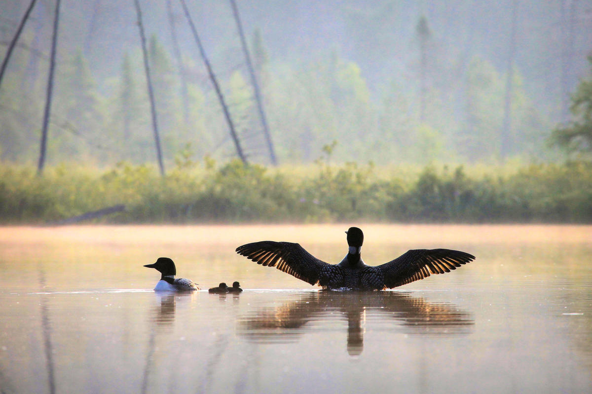 Download a FREE Guide to Minnesota Birding | Visit Cook County, MN
