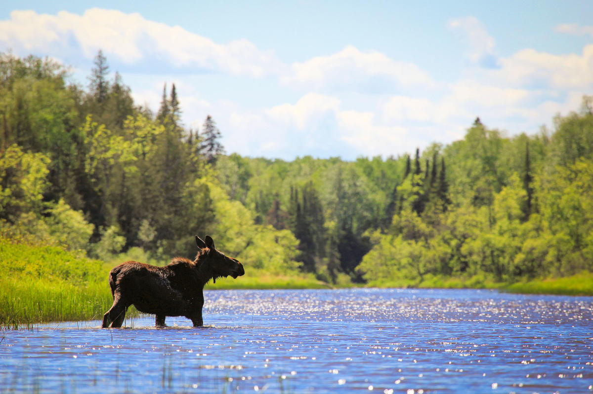 Find Prime Minnesota Moose Viewing Routes | Visit Cook County, MN