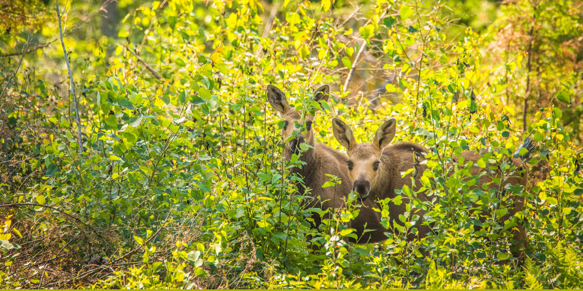 Minnesota Spring Activities | Prepare for Adventure | Visit Cook County, MN