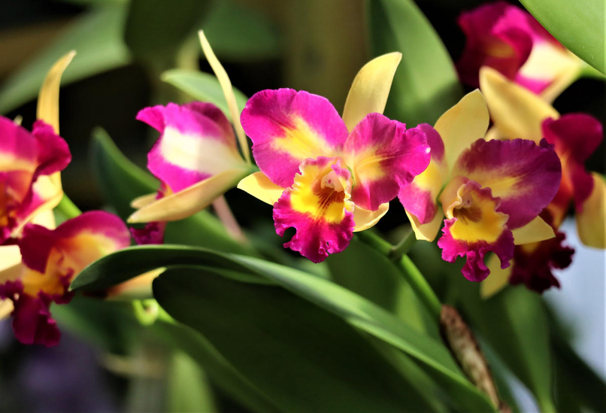 South Texas Botanical Gardens and Nature Center | Corpus Christi Nature Attraction